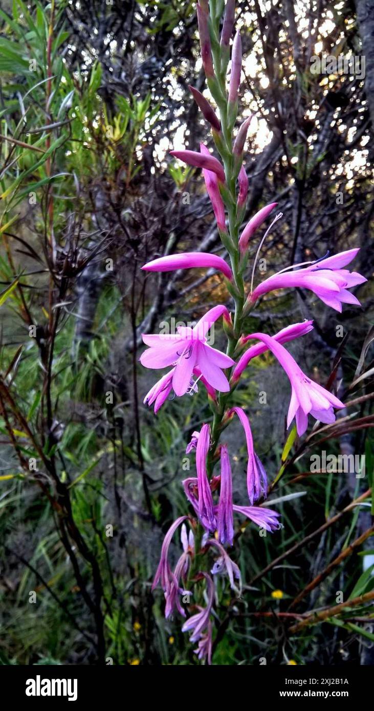 Pink Gardenroute Watsonia (Watsonia knysnana) Plantae Stock Photo - Alamy