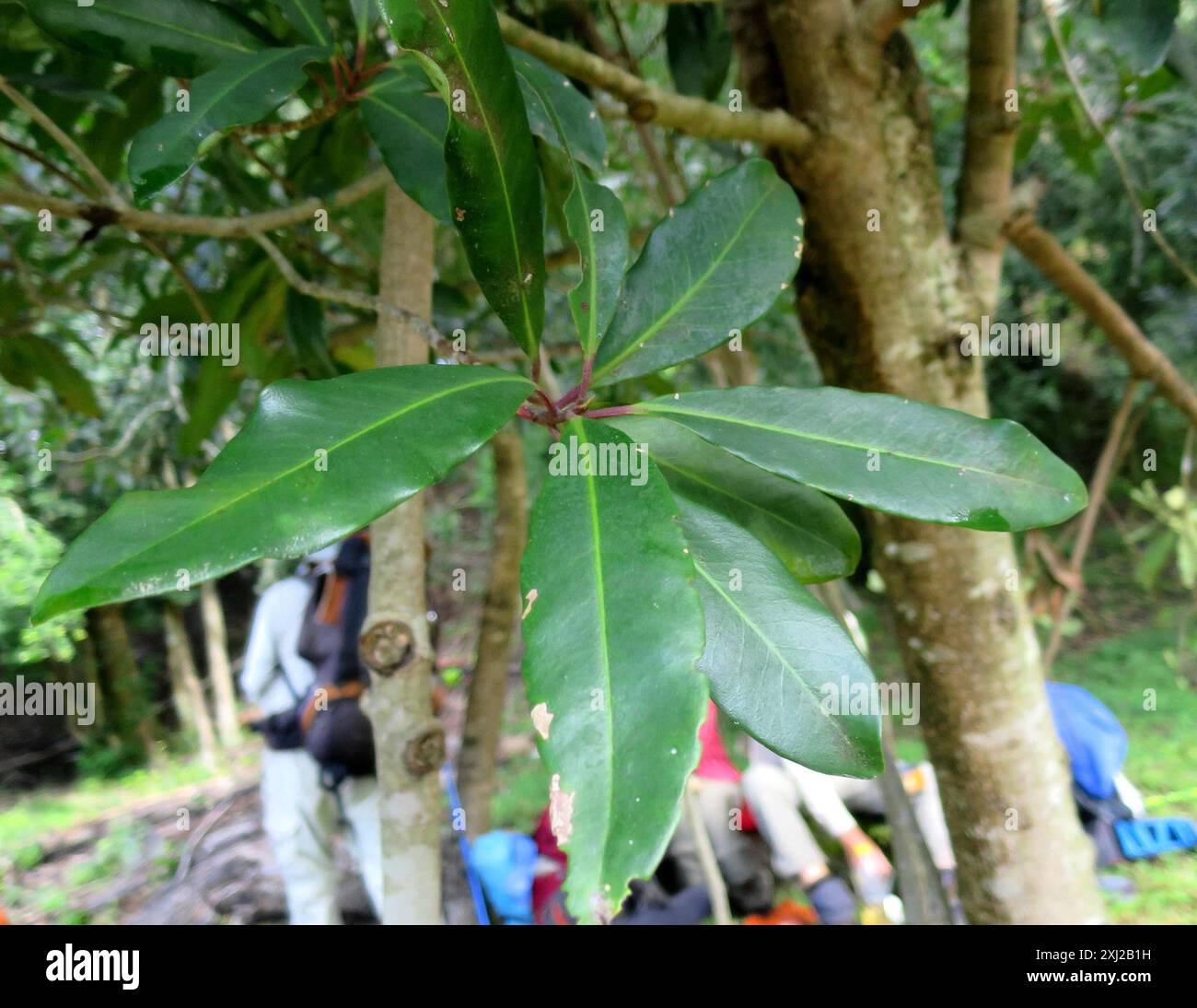 Cape beech (Rapanea melanophloeos) Plantae Stock Photo - Alamy