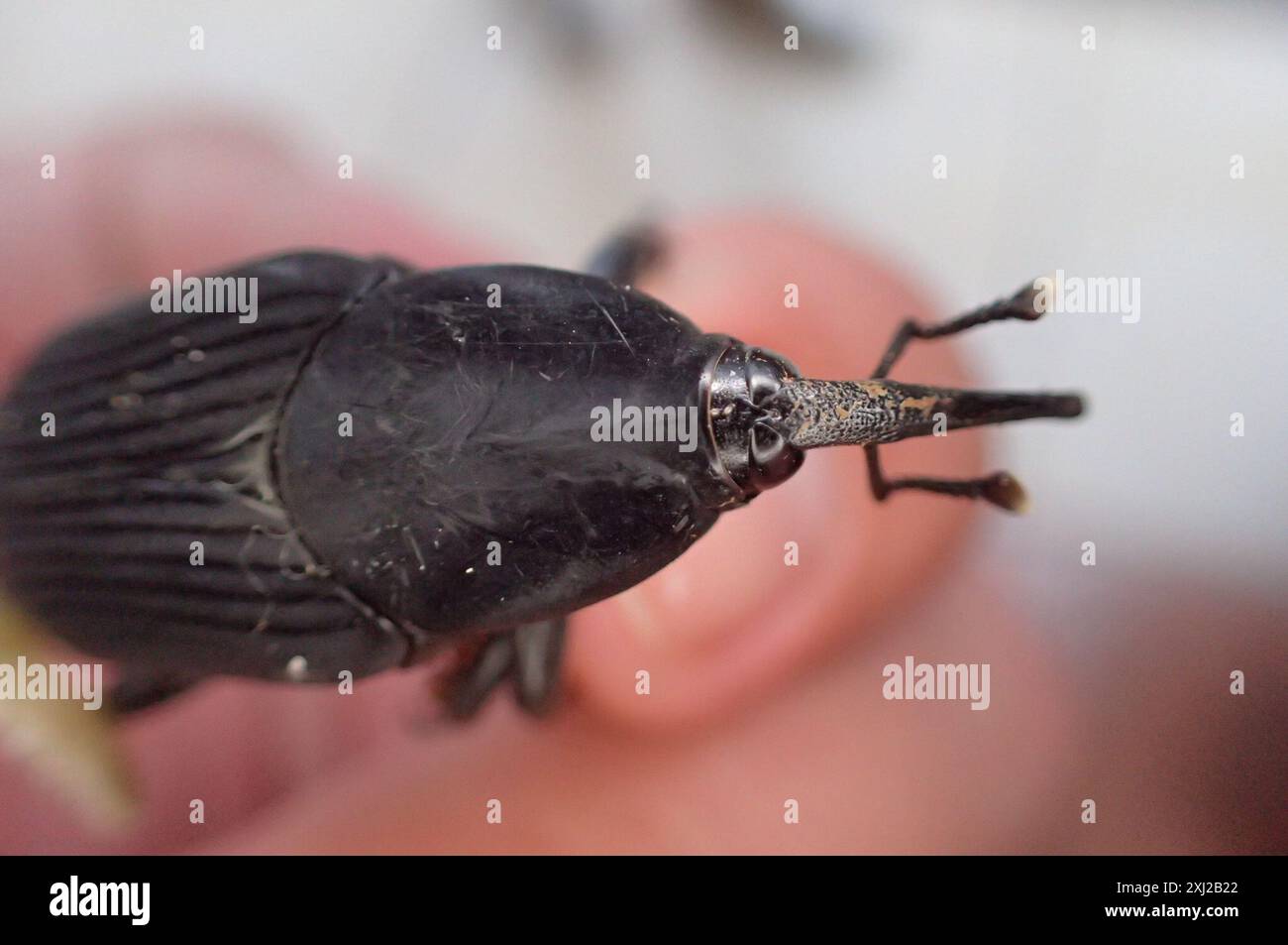 South American Palm Weevil (Rhynchophorus palmarum) Insecta Stock Photo ...