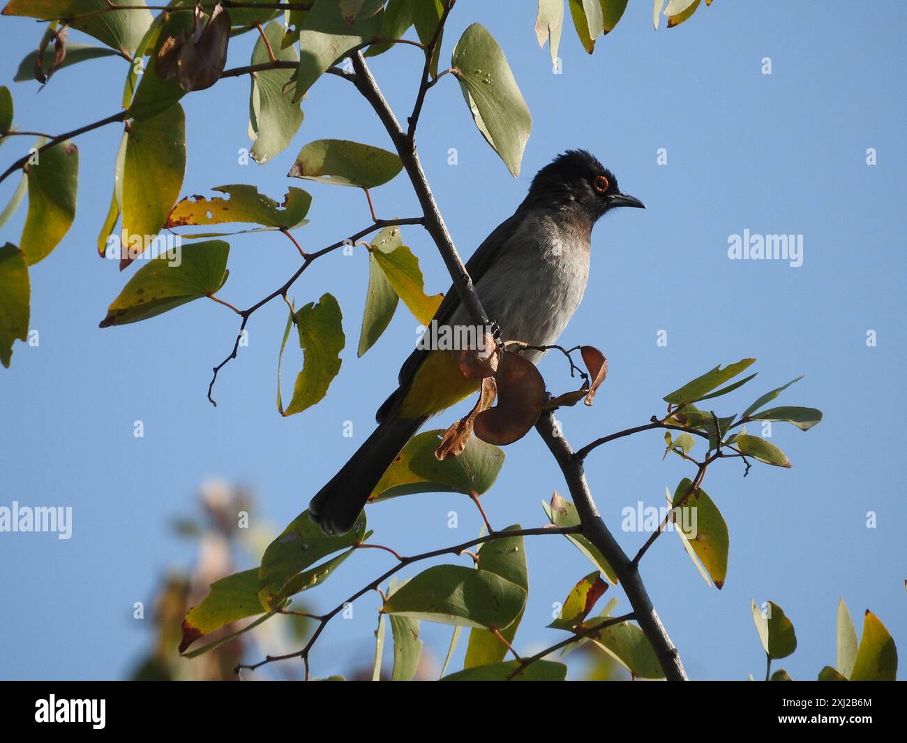 African Red-eyed Bulbul (Pycnonotus nigricans) Aves Stock Photo - Alamy
