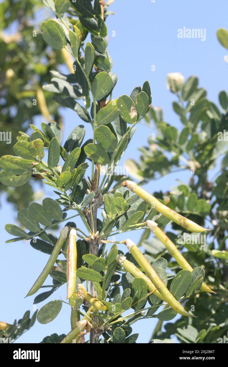 Siberian peashrub (Caragana arborescens) Plantae Stock Photo - Alamy