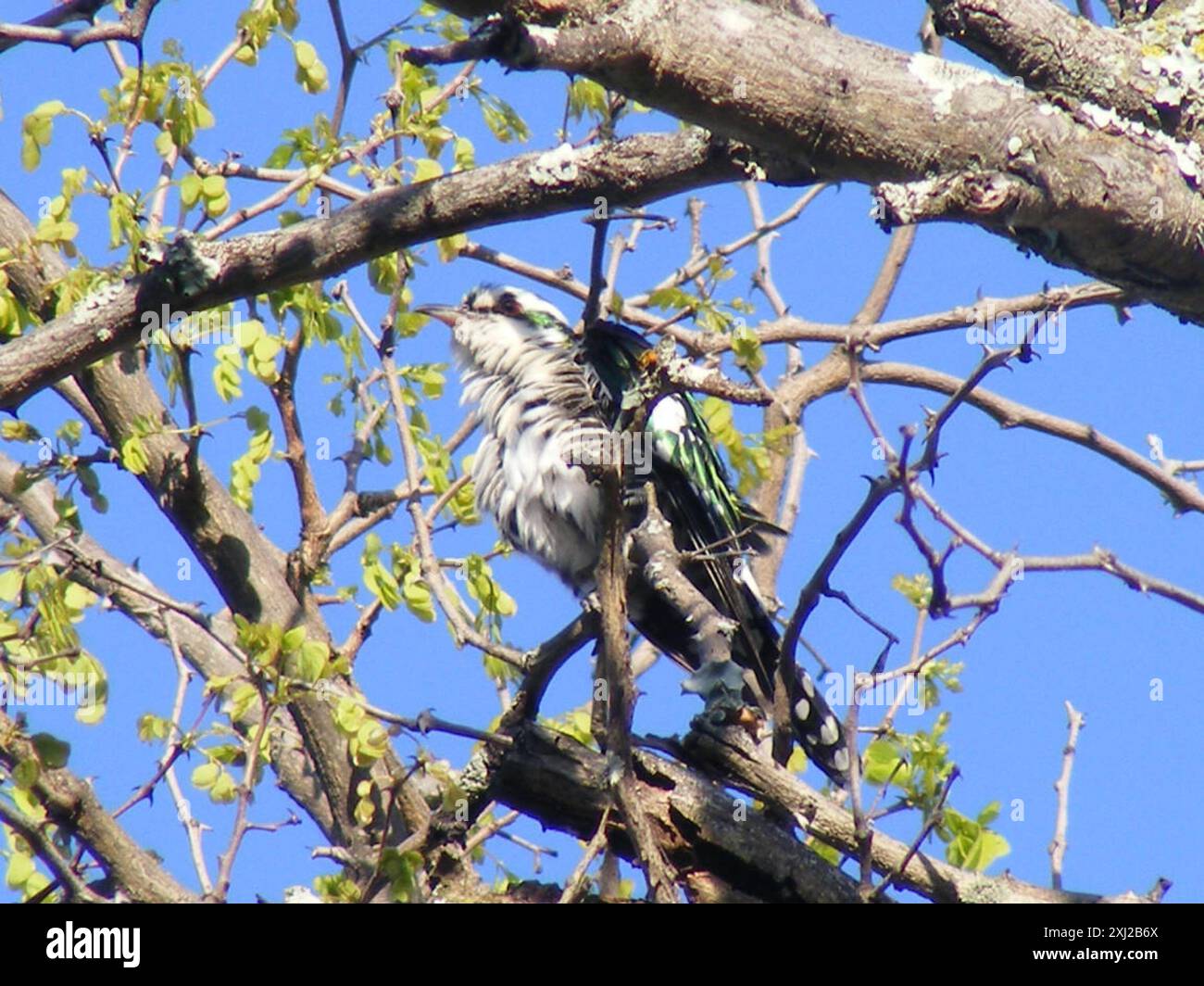 The diederik cuckoo hi-res stock photography and images - Alamy