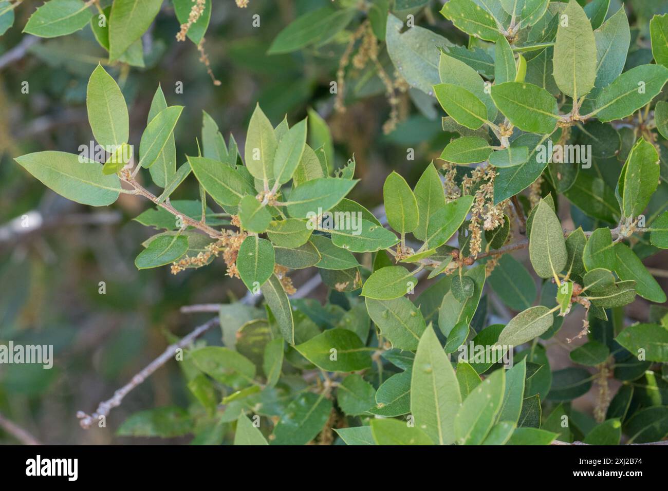 interior live oak (Quercus wislizeni) Plantae Stock Photo - Alamy