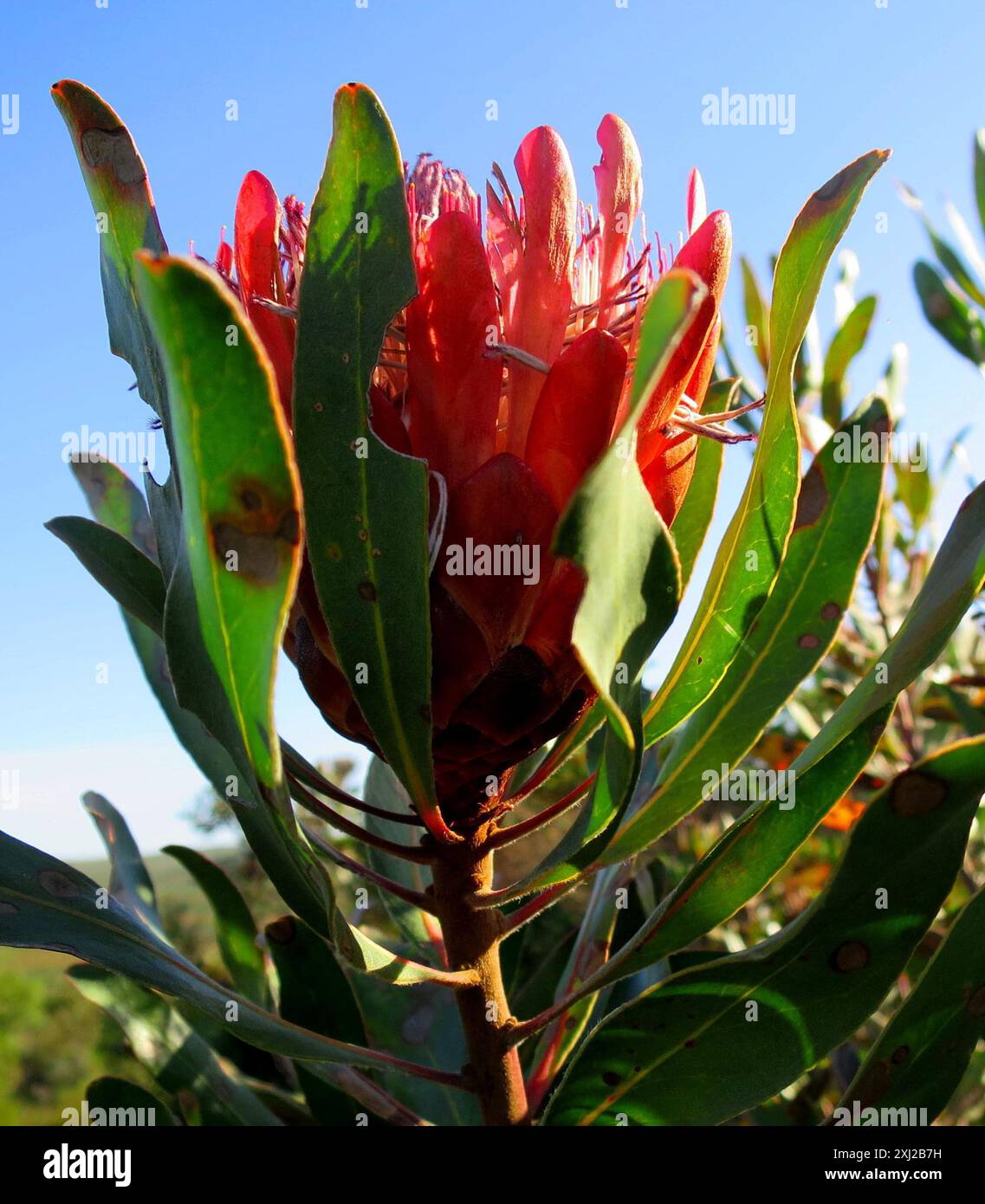 stink-leaf sugarbush (Protea susannae) Plantae Stock Photo - Alamy