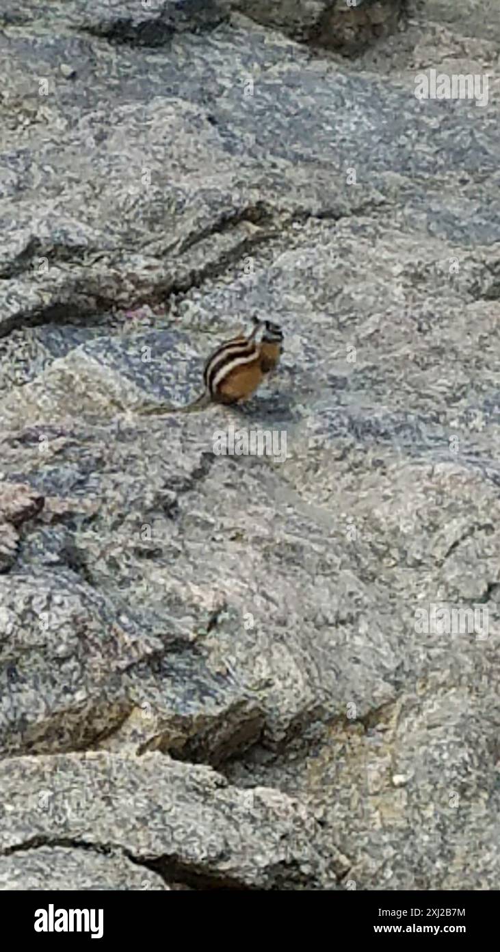 Least Chipmunk (Neotamias minimus) Mammalia Stock Photo - Alamy