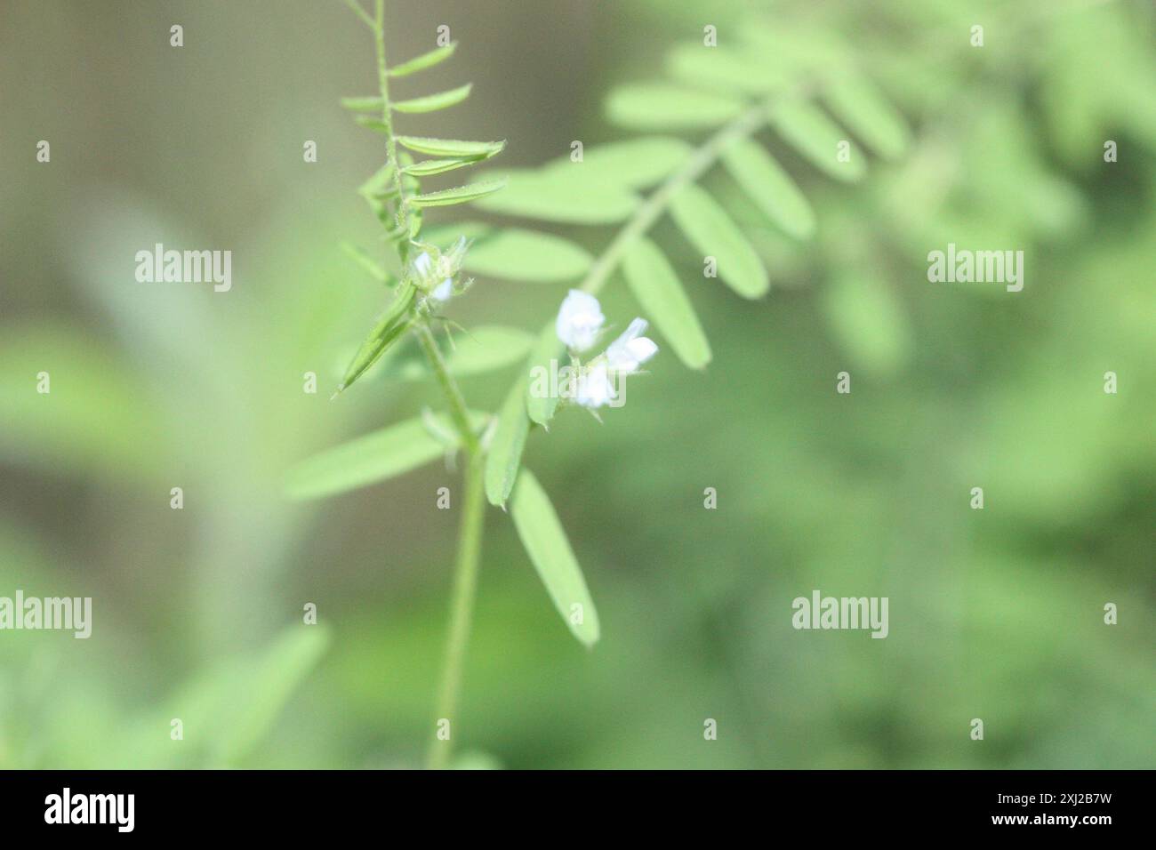 Hairy tare (Vicia hirsuta) Plantae Stock Photo - Alamy
