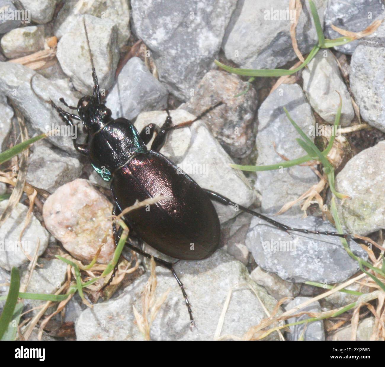 Bronze Ground Beetle (Carabus nemoralis) Insecta Stock Photo - Alamy