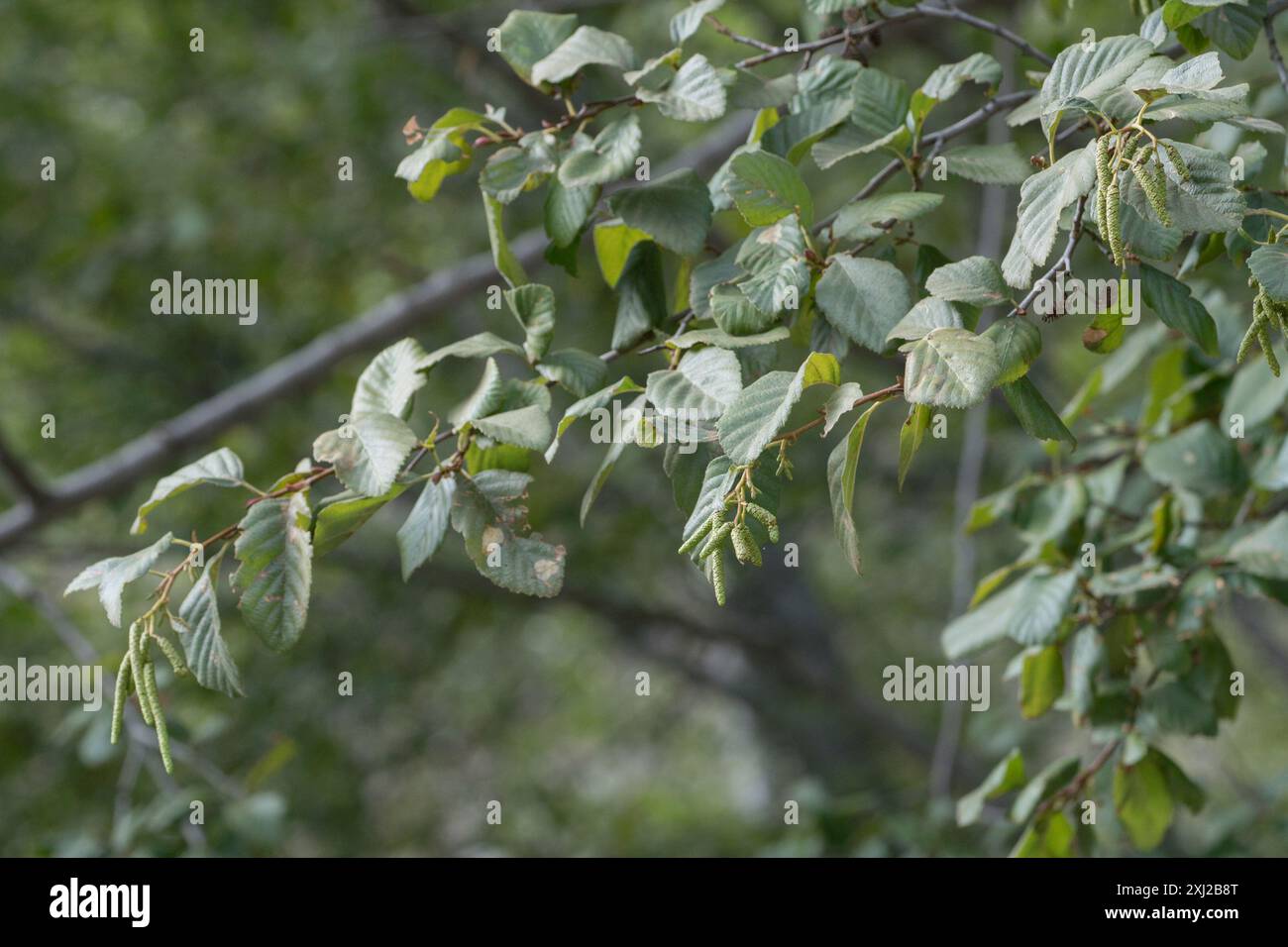 white alder (Alnus rhombifolia) Plantae Stock Photo - Alamy