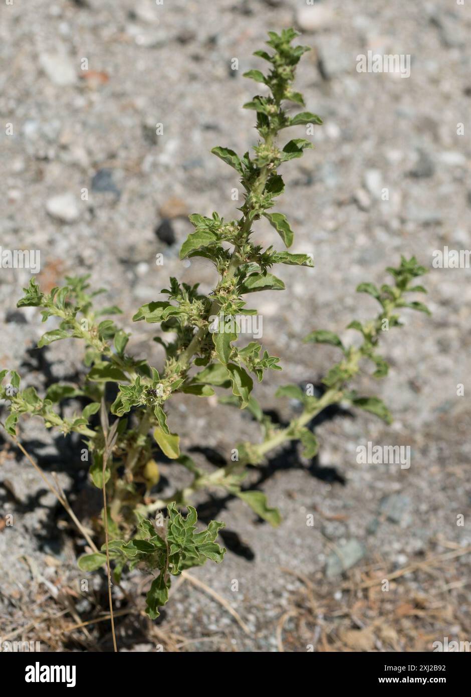 prostrate pigweed (Amaranthus albus) Plantae Stock Photo - Alamy