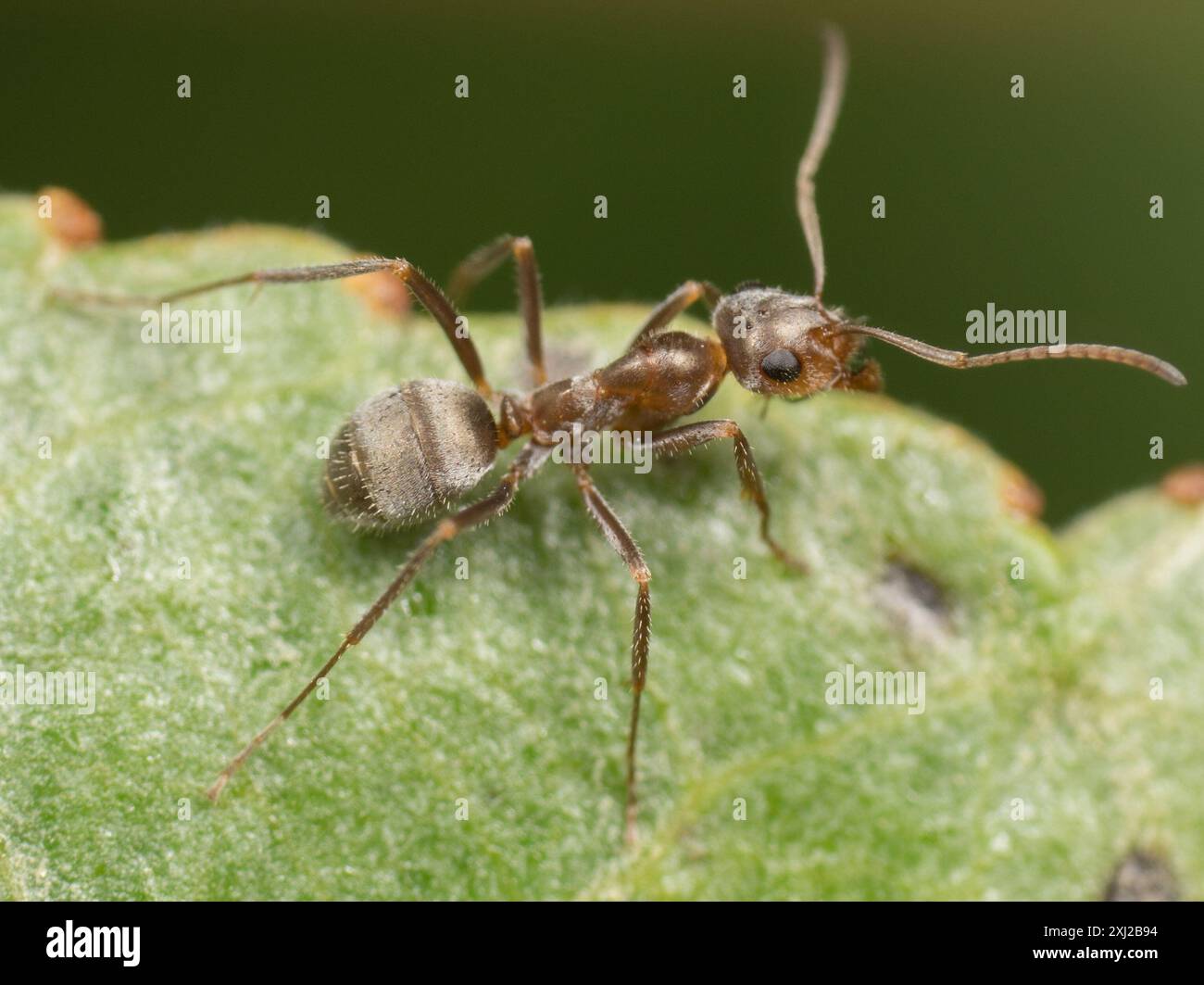 (Formica lepida) Insecta Stock Photo - Alamy
