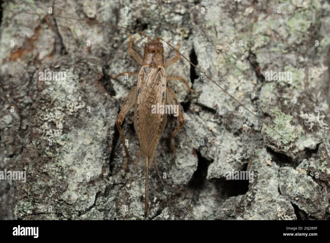 Jumping Bush Cricket (Hapithus saltator) Insecta Stock Photo - Alamy