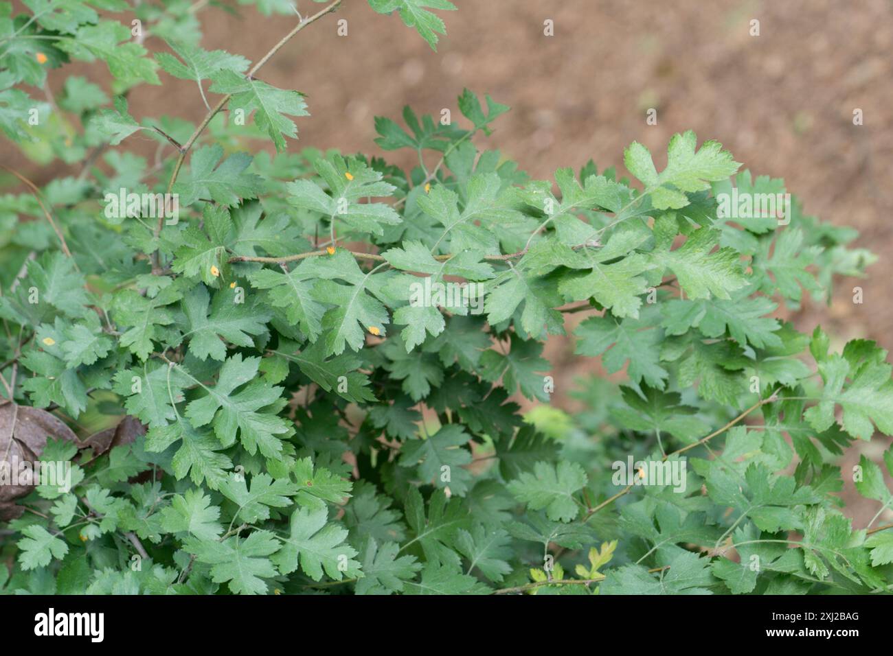 parsley hawthorn (Crataegus marshallii) Plantae Stock Photo - Alamy