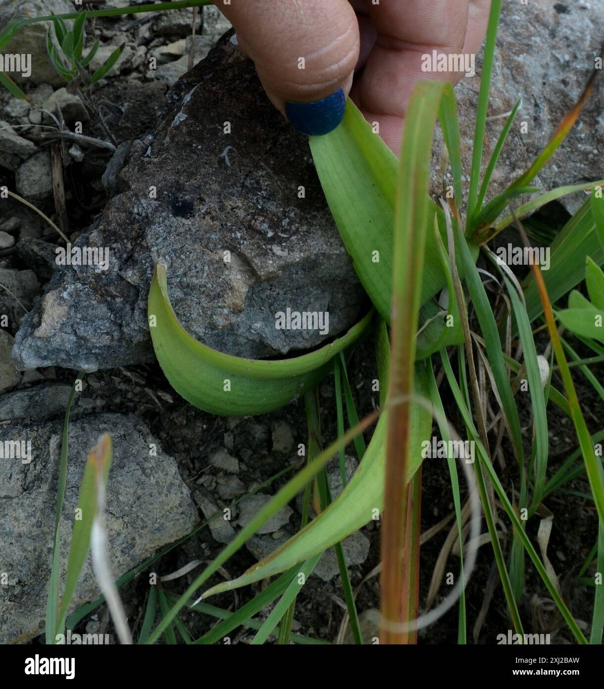 Eastern False Aloe (Manfreda virginica) Plantae Stock Photo - Alamy