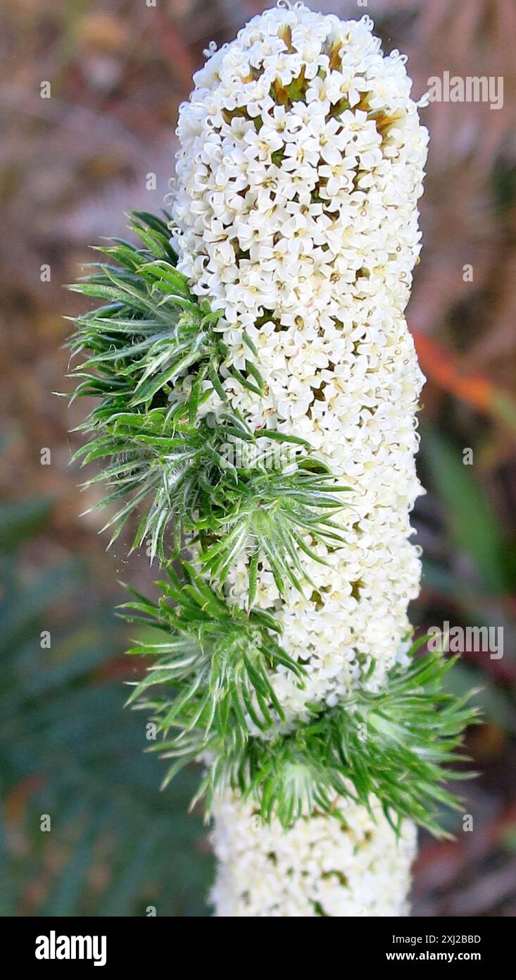 Foxy Slangbos (Stoebe alopecuroides) Plantae Stock Photo - Alamy