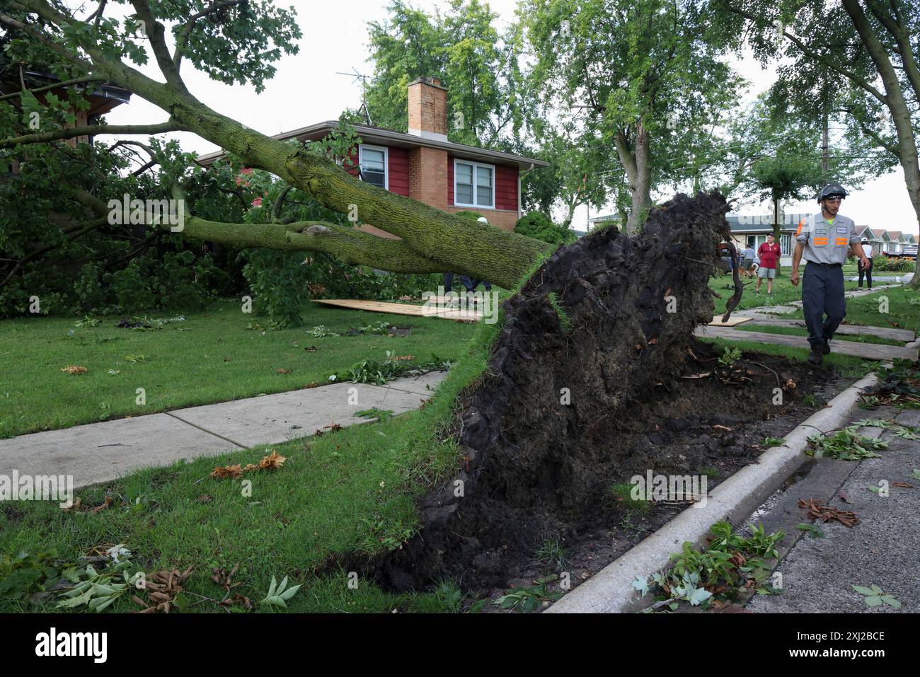 The roots of a large tree are seen on a lawn in Norridge, Ill., Tuesday ...