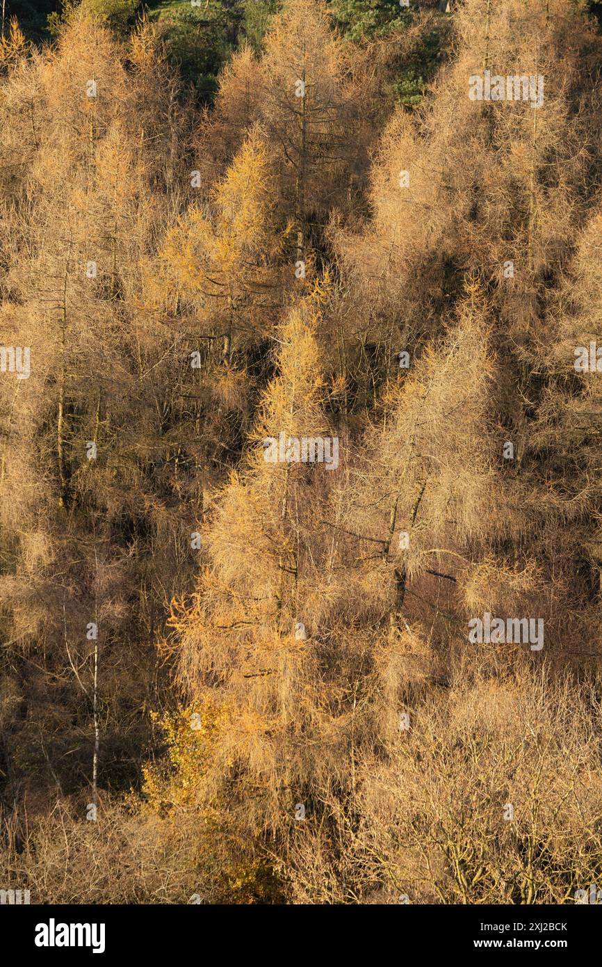 South Shropshire landscapes and woodland viewed from Hopesay Common ...