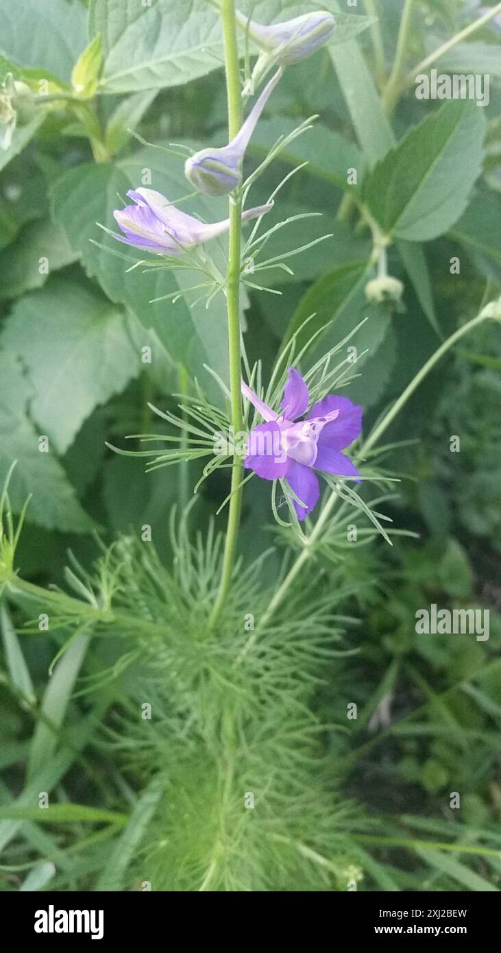 doubtful knight's-spur (Delphinium ajacis) Plantae Stock Photo - Alamy