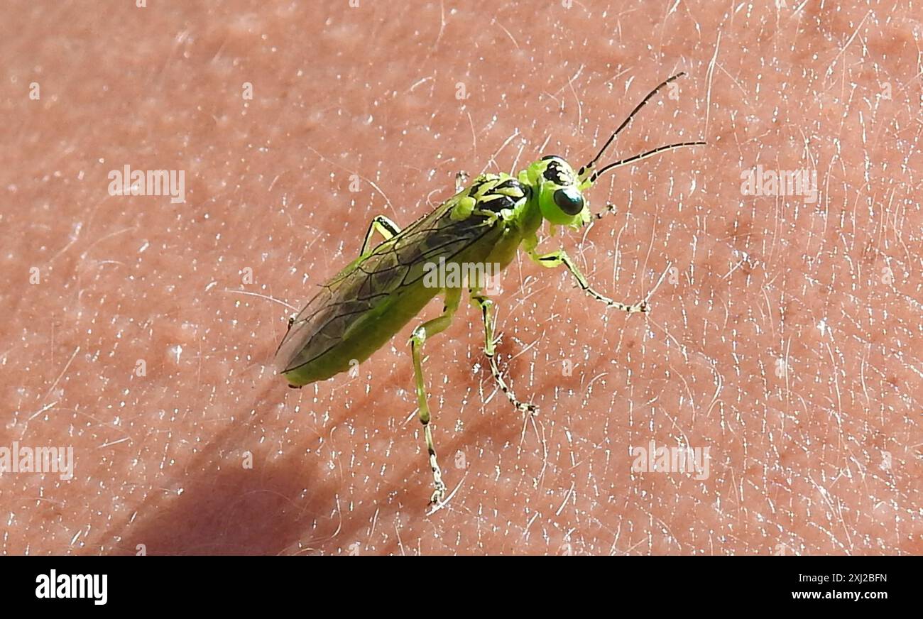 Narrow-striped Rhogogaster (Rhogogaster chlorosoma) Insecta Stock Photo ...