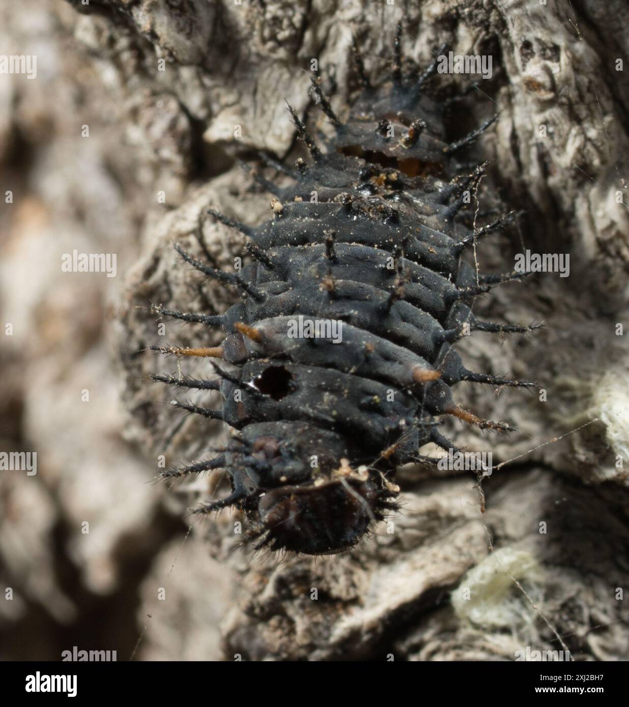 Scale-feeding Lady Beetles (Chilocorinae) Insecta Stock Photo - Alamy