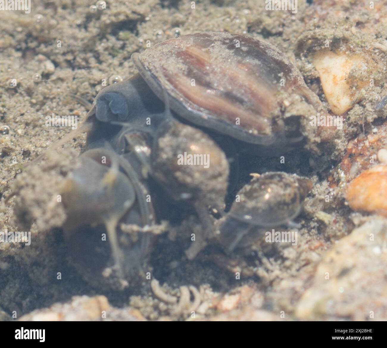 Bladder Snails (Physidae) Mollusca Stock Photo - Alamy