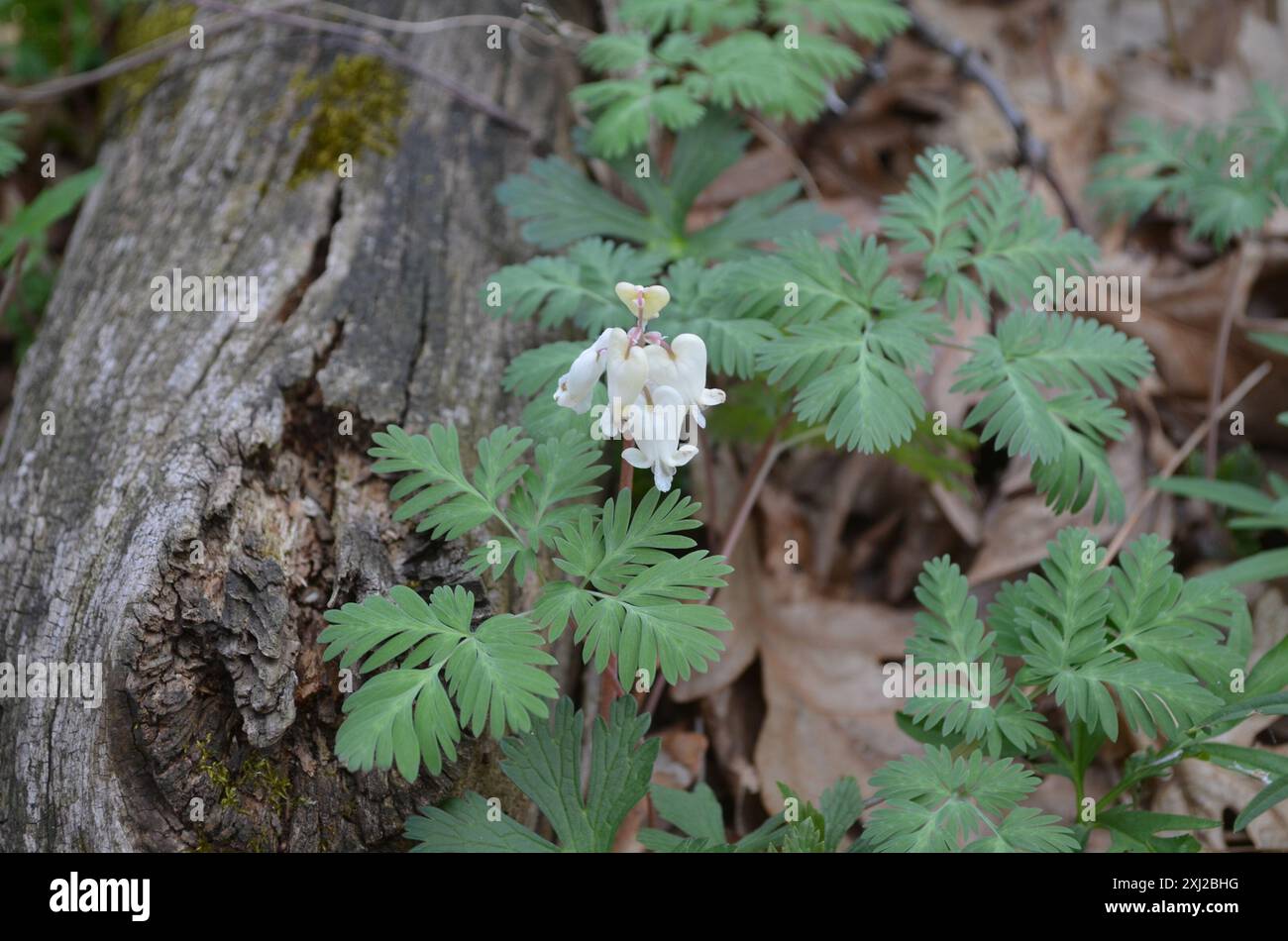 squirrel corn (Dicentra canadensis) Plantae Stock Photo - Alamy