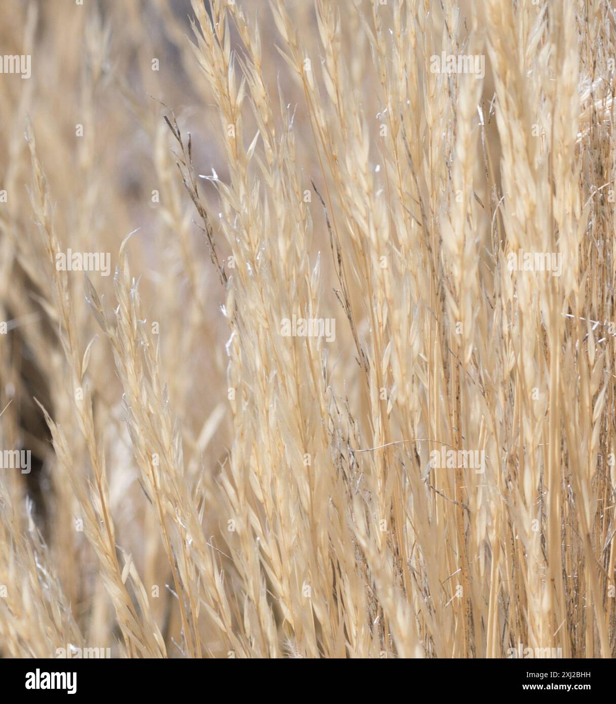 grasses (Poaceae) Plantae Stock Photo - Alamy