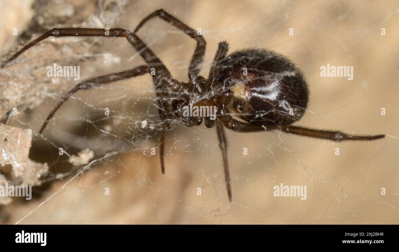 Spiders (Araneae) Arachnida Stock Photo - Alamy