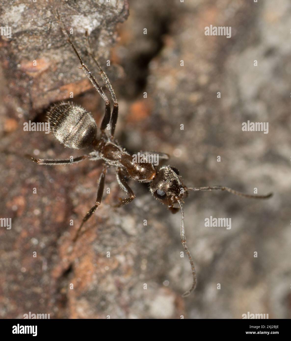 fusca-group Field Ants and Allies (Formica fusca) Insecta Stock Photo ...