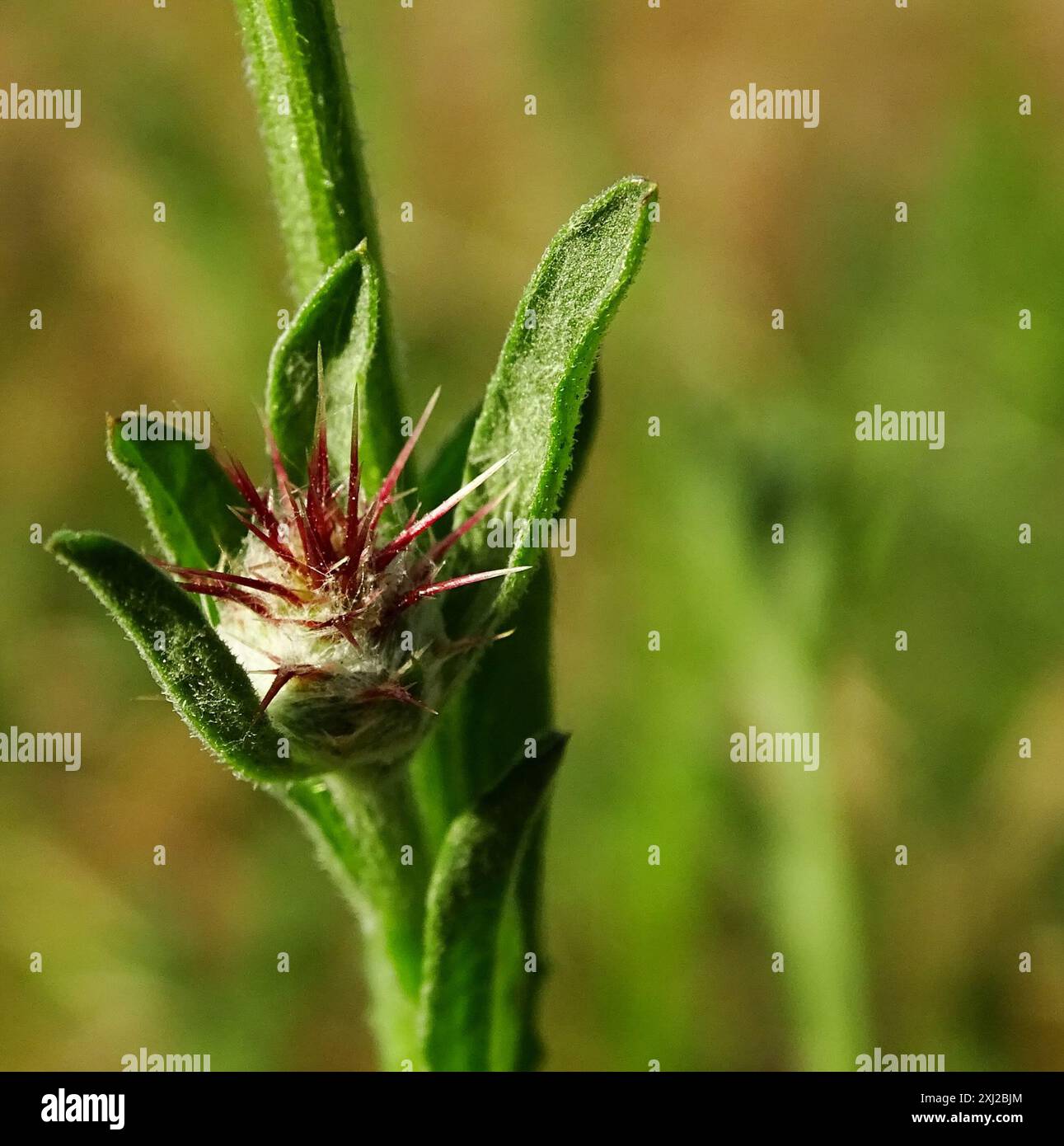 Maltese star-thistle (Centaurea melitensis) Plantae Stock Photo - Alamy