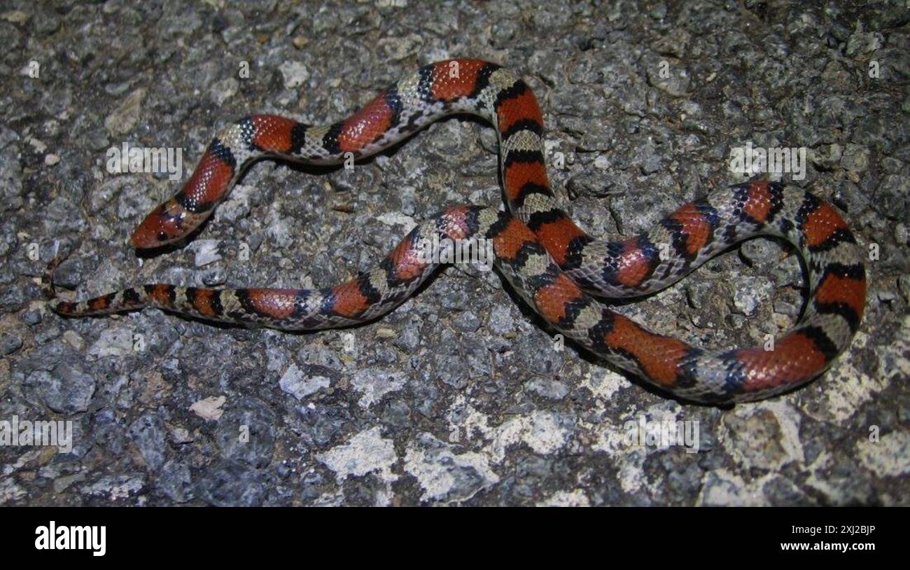 Northern Scarletsnake (Cemophora coccinea copei) Reptilia Stock Photo ...