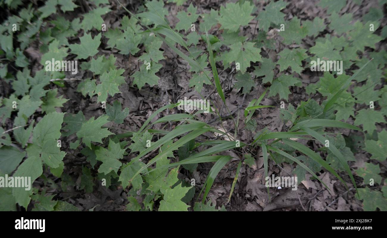 black-fruit mountain-ricegrass (Patis racemosa) Plantae Stock Photo - Alamy