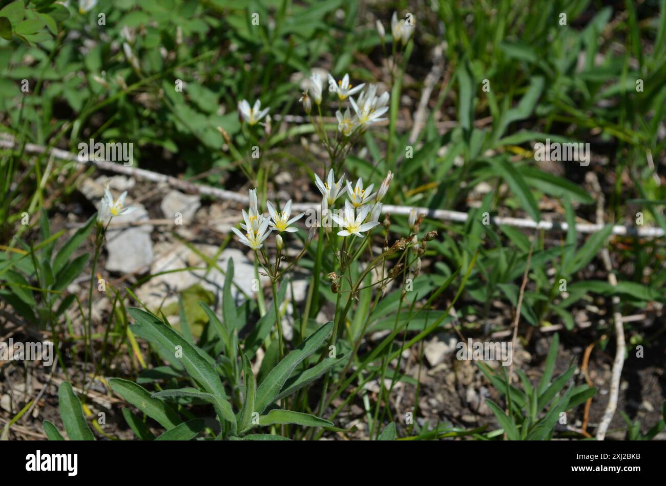 crowpoison (Nothoscordum bivalve) Plantae Stock Photo - Alamy
