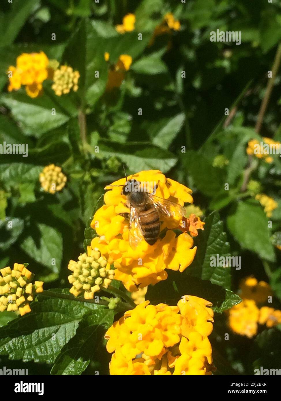Western Honey Bee (Apis mellifera) Insecta Stock Photo - Alamy