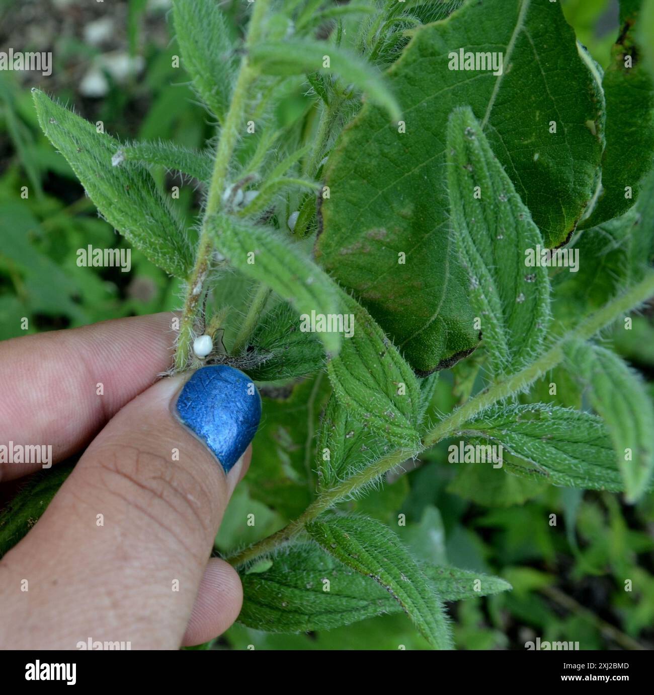 False gromwell hi-res stock photography and images - Alamy