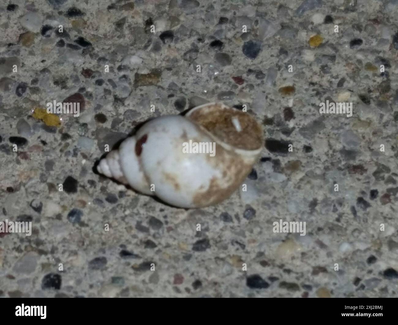 Caenogastropods (Caenogastropoda) Mollusca Stock Photo - Alamy