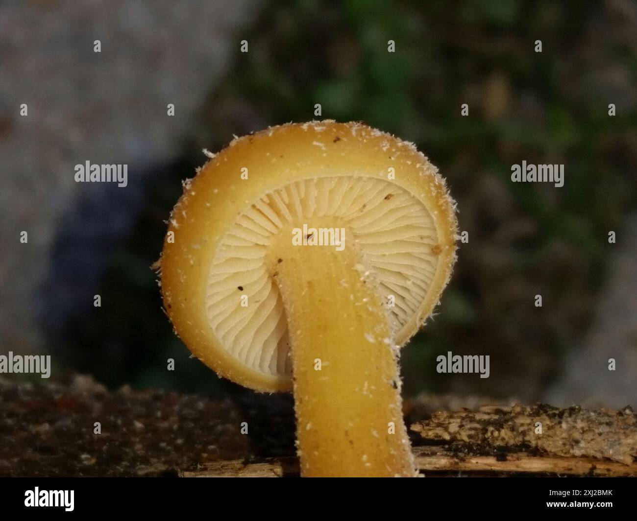 Velvet Foot (Flammulina velutipes) Fungi Stock Photo - Alamy