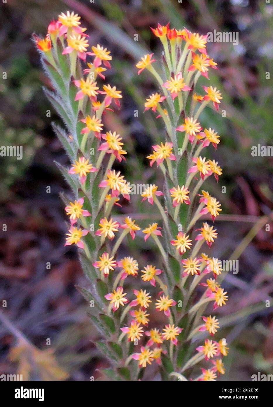 Woolly Capespray (Struthiola tomentosa) Plantae Stock Photo - Alamy