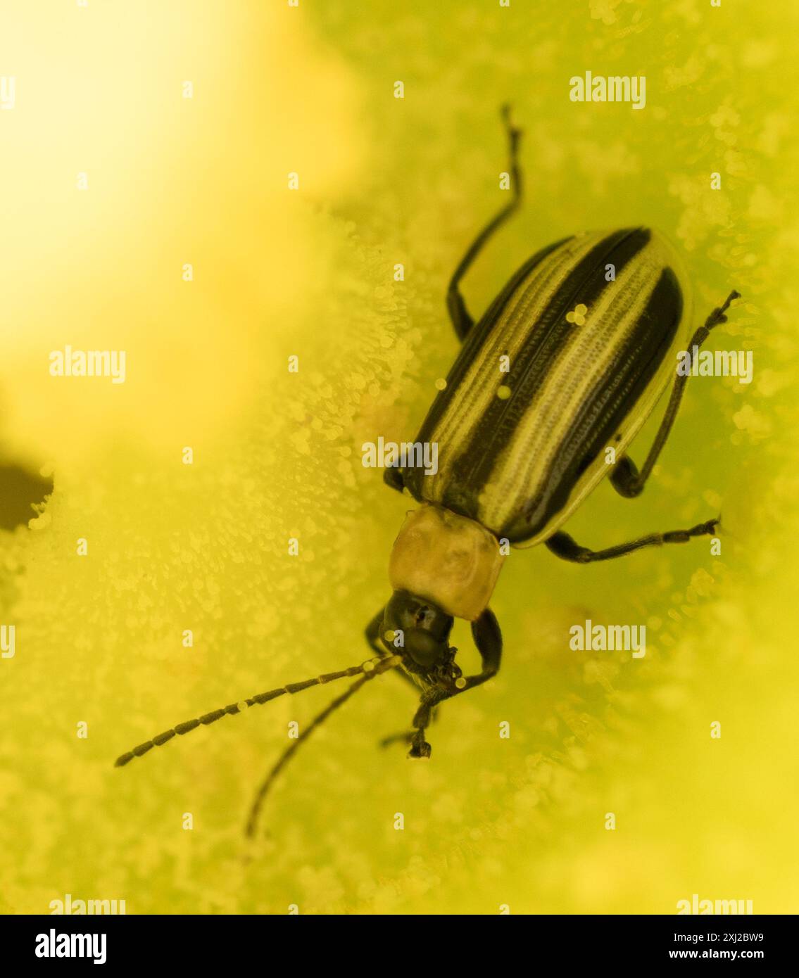Western Striped Cucumber Beetle (Acalymma trivittatum) Insecta Stock ...