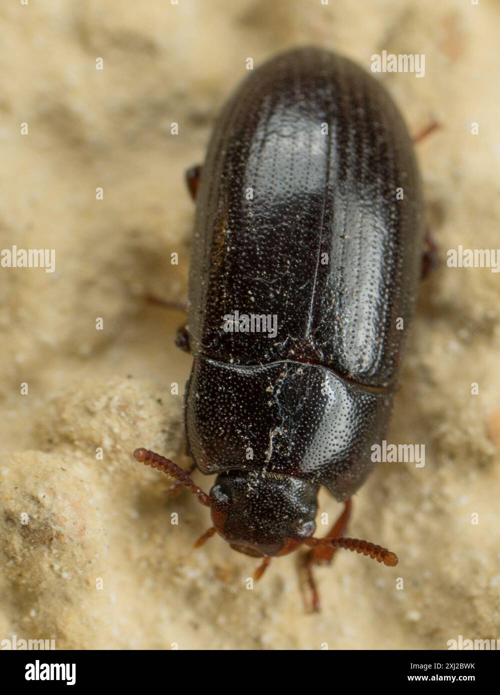 Diaperinus hi-res stock photography and images - Alamy