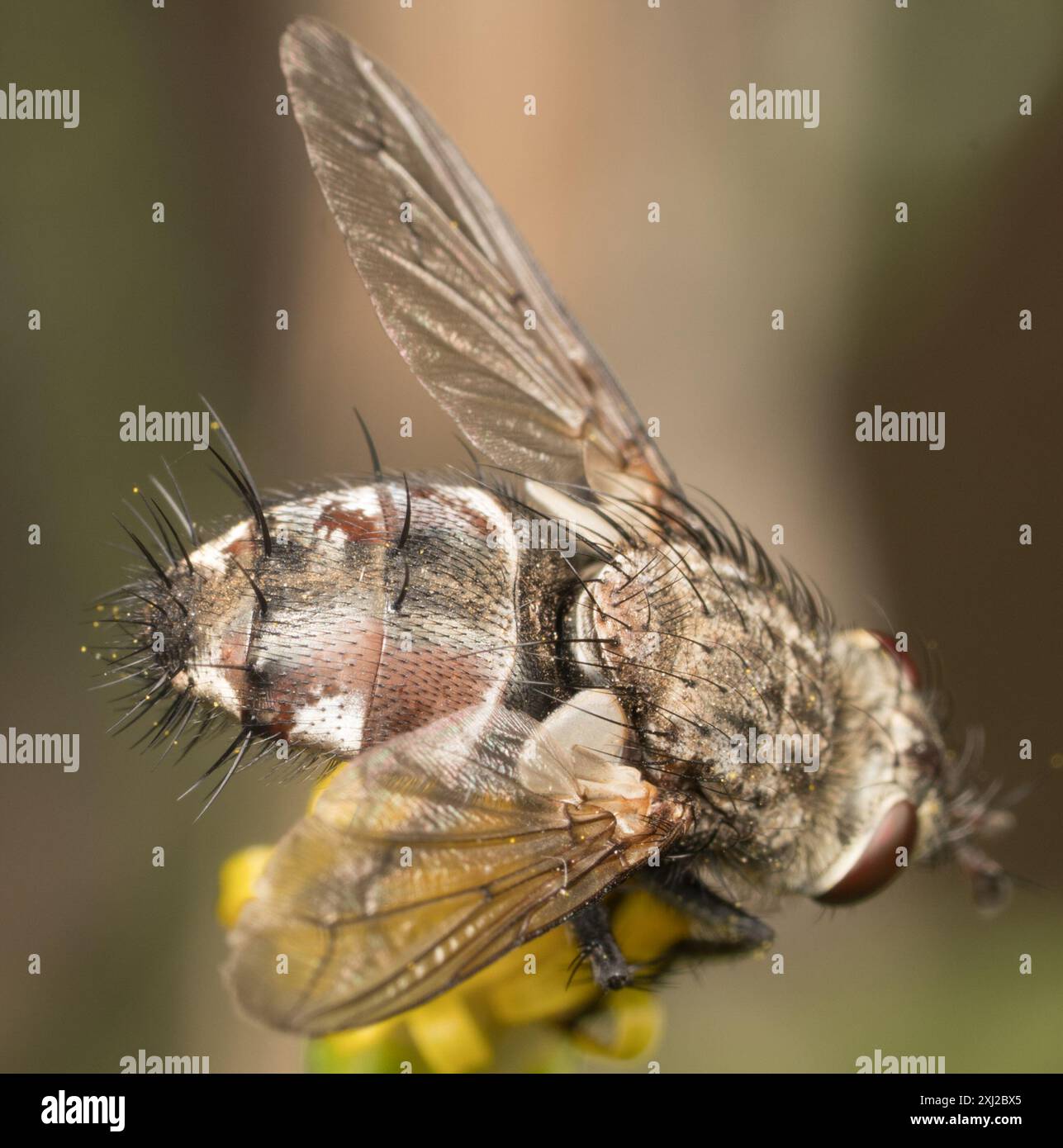 Bristle Flies (Tachinidae) Insecta Stock Photo - Alamy