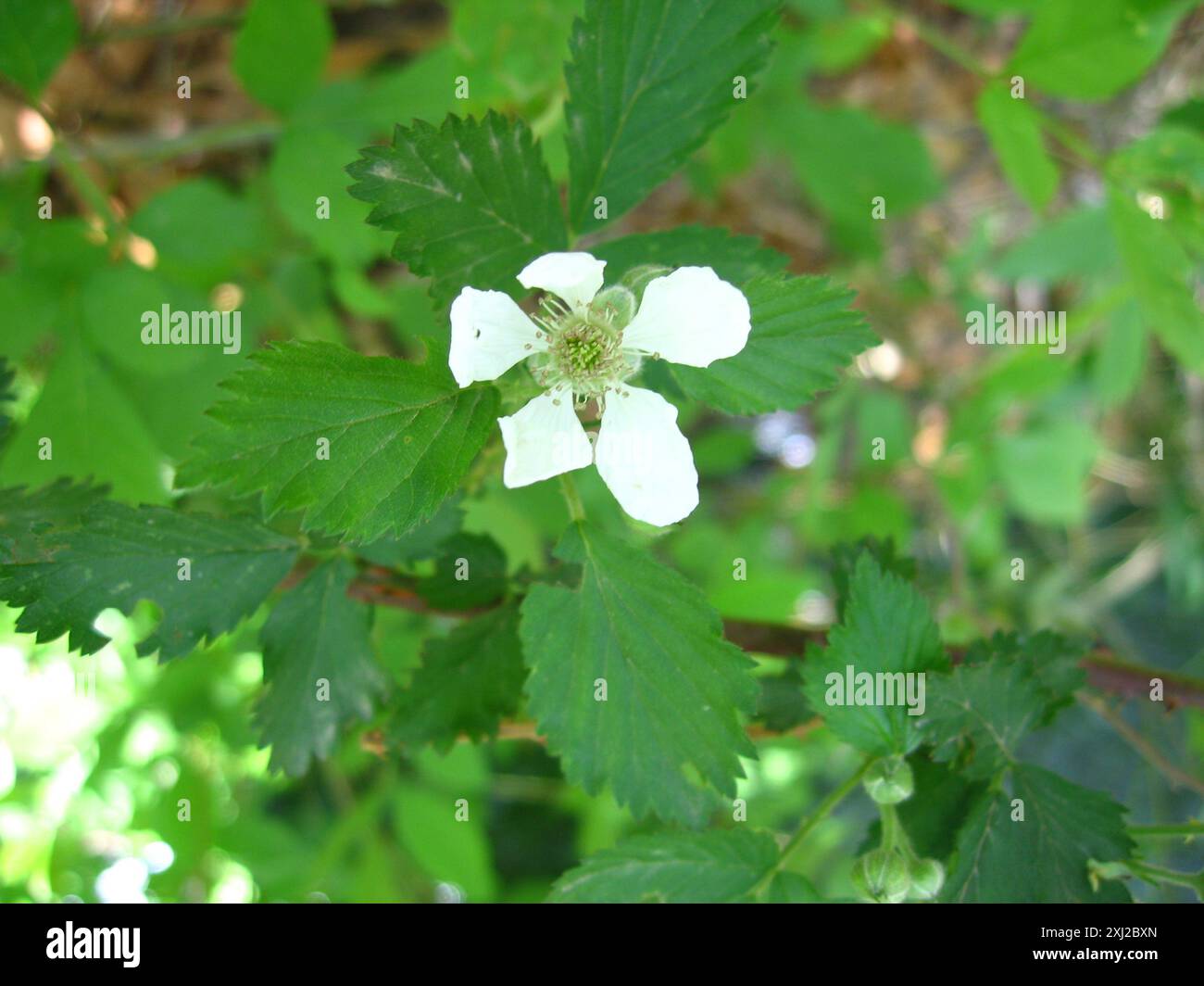 brambles (Rubus) Plantae Stock Photo - Alamy