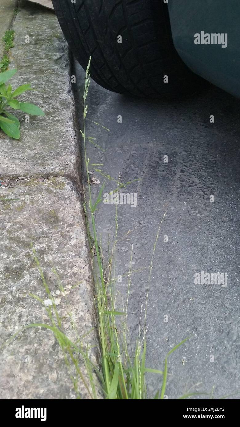 panic veldtgrass (Ehrharta erecta) Plantae Stock Photo - Alamy