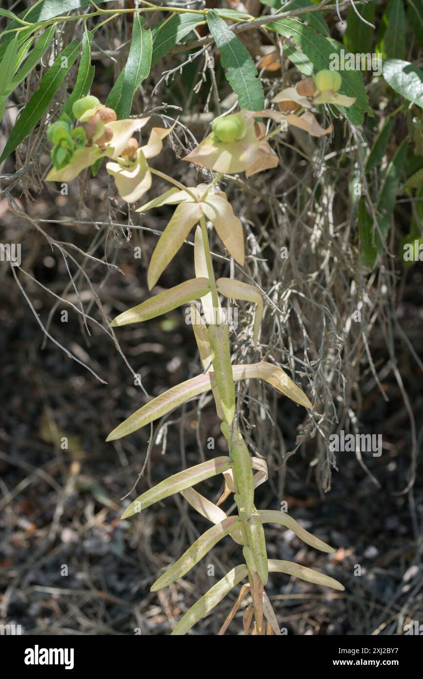 caper spurge (Euphorbia lathyris) Plantae Stock Photo - Alamy