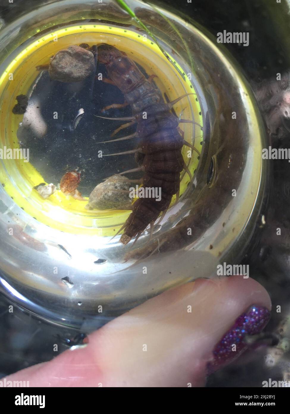 Dobsonflies and Fishflies (Corydalidae) Insecta Stock Photo - Alamy