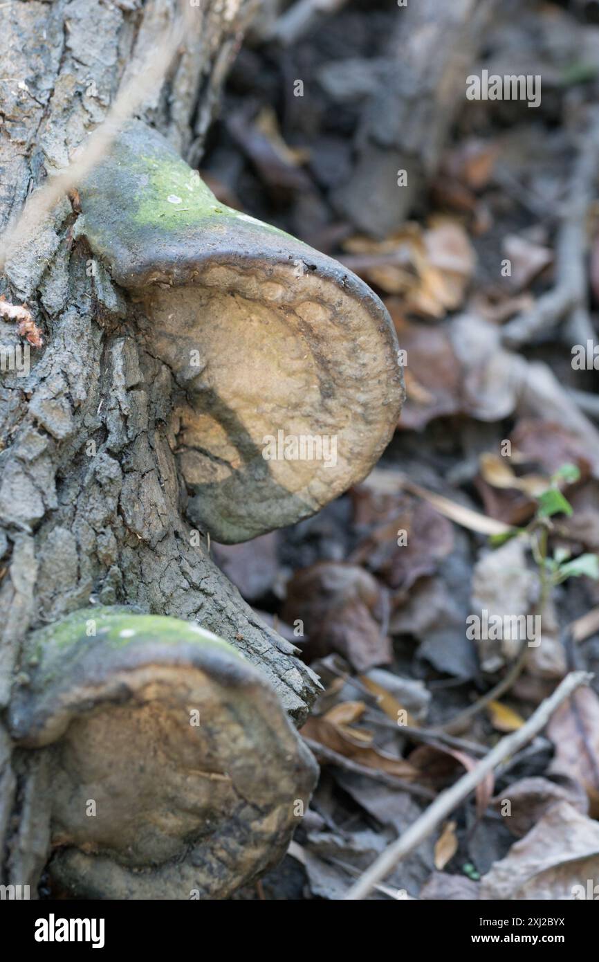 Hoof Fungus (Fomes fomentarius) Fungi Stock Photo - Alamy