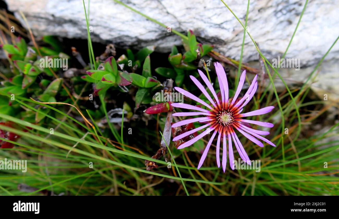 Pentagonal Spoonfig (Erepsia pentagona) Plantae Stock Photo - Alamy