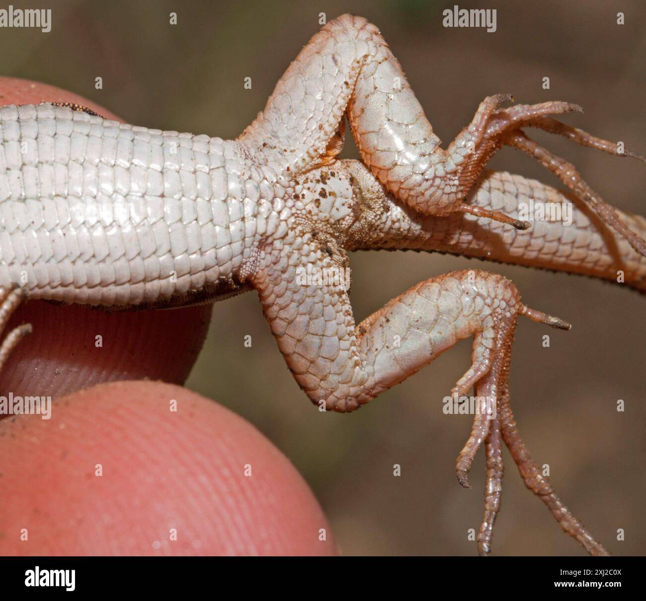 Common Spotted Whiptail (Aspidoscelis gularis) Reptilia Stock Photo - Alamy