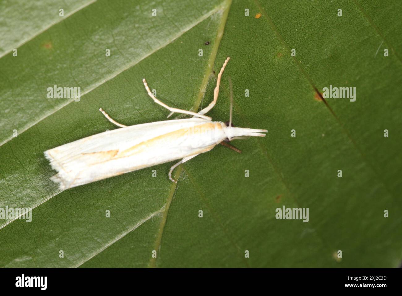 Girard's Grass-veneer (Crambus girardellus) Insecta Stock Photo - Alamy