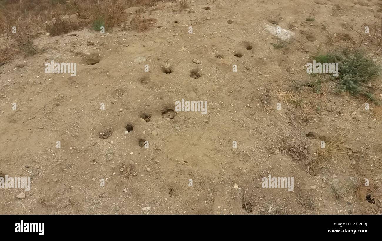 Pocket Gophers (Geomyidae) Mammalia Stock Photo - Alamy