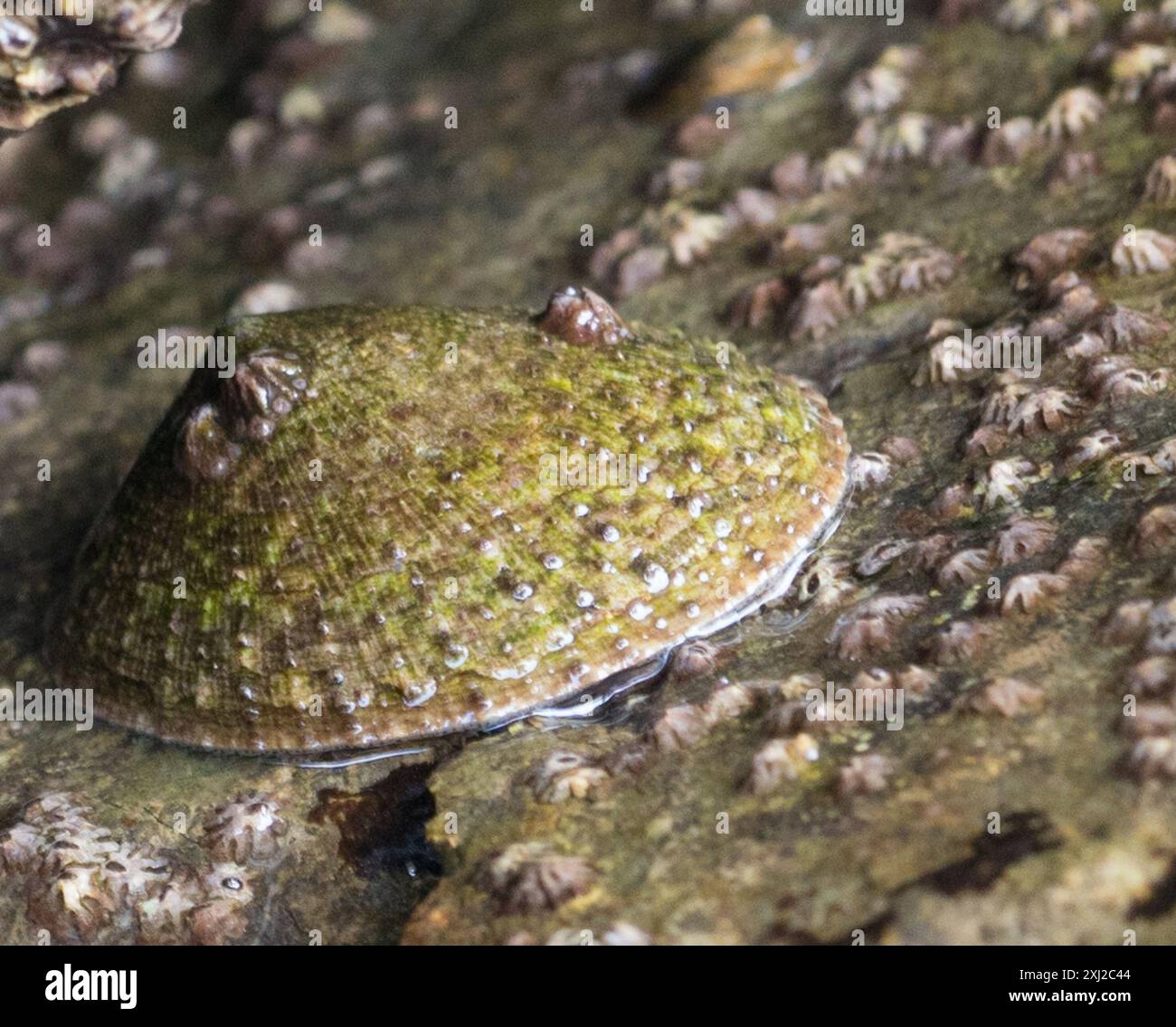 File Limpet (Lottia limatula) Mollusca Stock Photo - Alamy